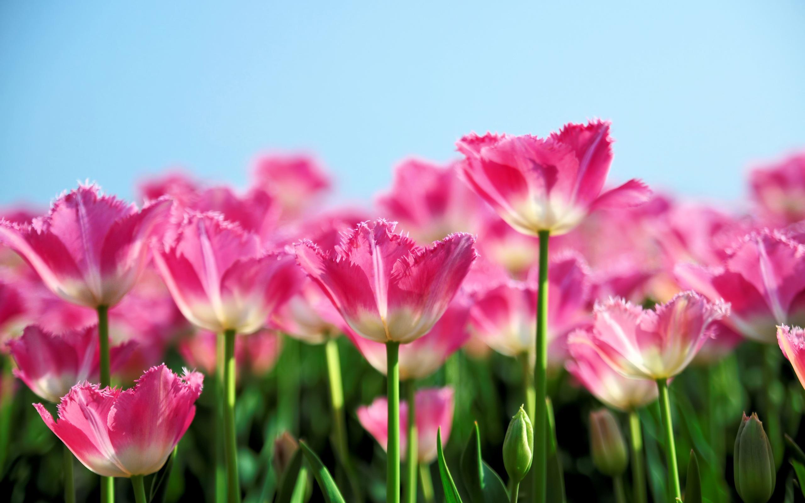 Spring Flower Garden Desktop Wallpapers - Top Free Spring Flower Garden ...