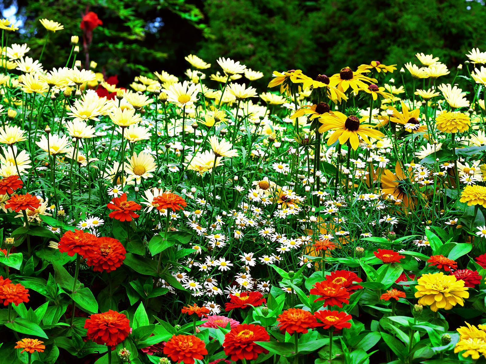 Spring Flower Garden Desktop Wallpapers - Top Free Spring Flower Garden ...