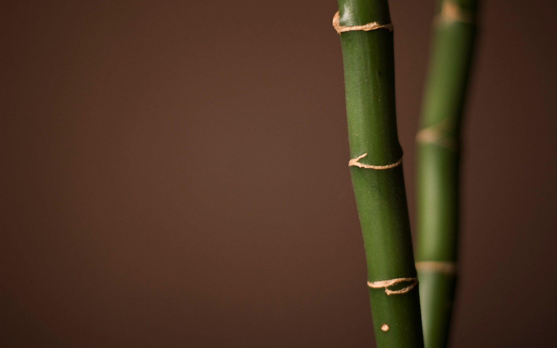 Simple Bamboo HD Wallpapers - Top Free Simple Bamboo HD Backgrounds ...