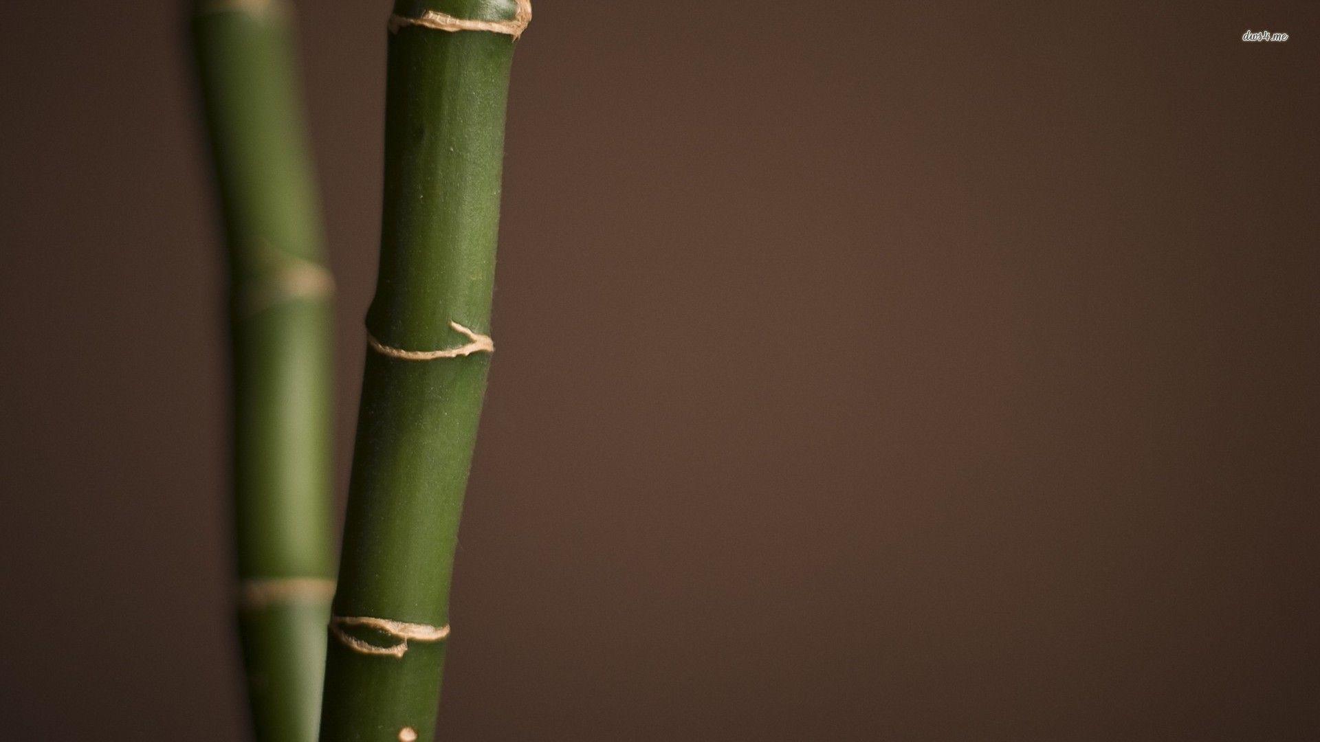Simple Bamboo HD Wallpapers - Top Free Simple Bamboo HD Backgrounds ...