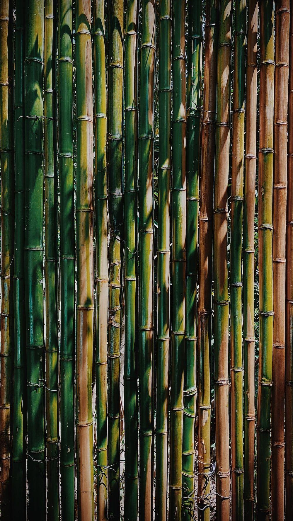 Bamboo Art Wallpapers - Top Free Bamboo Art Backgrounds - WallpaperAccess