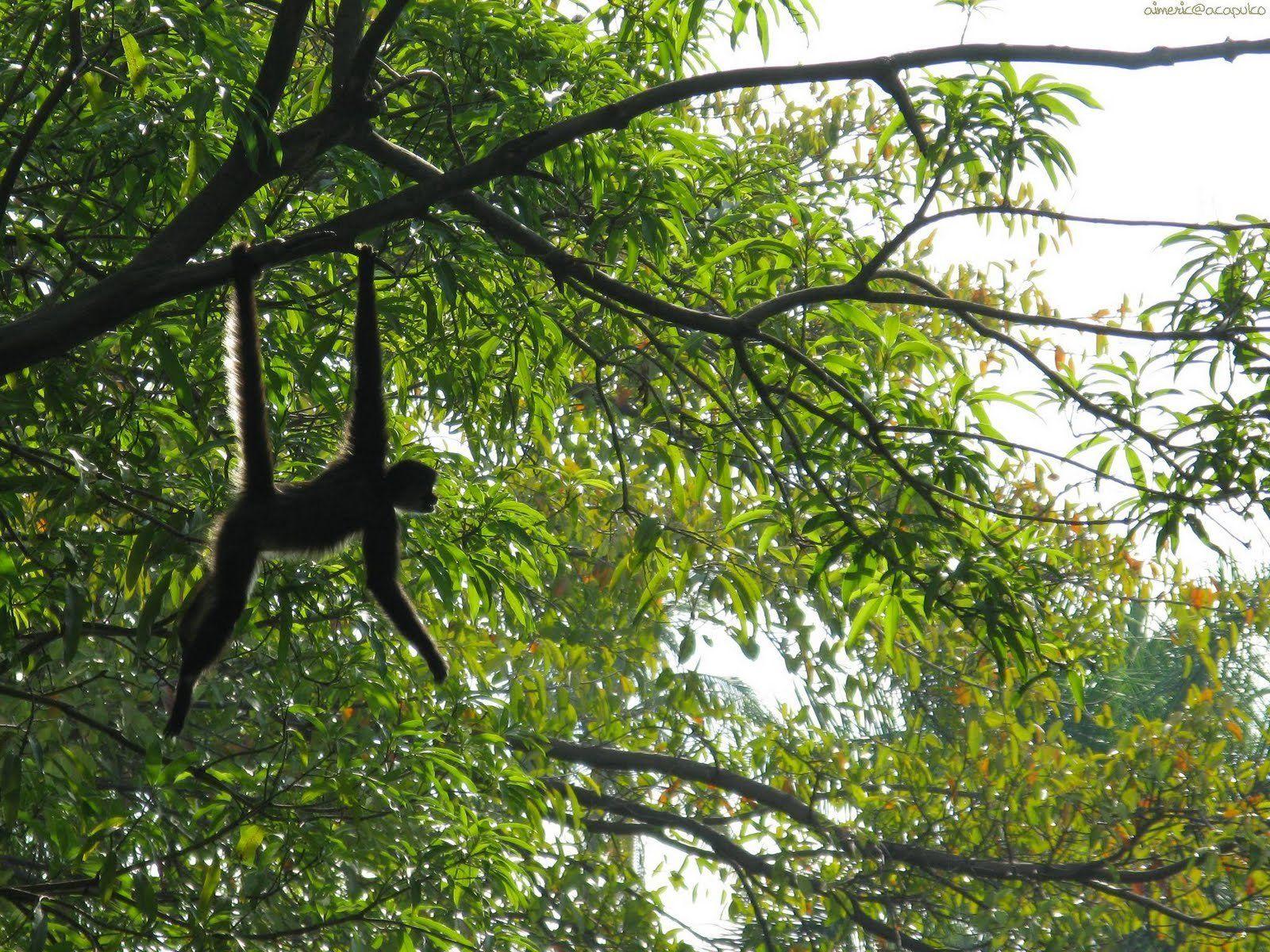 Spider Monkey Wallpapers - Top Free Spider Monkey Backgrounds ...