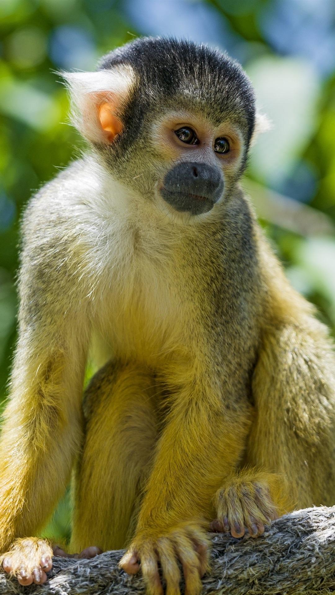 Spider Monkey Wallpapers - Top Free Spider Monkey Backgrounds ...