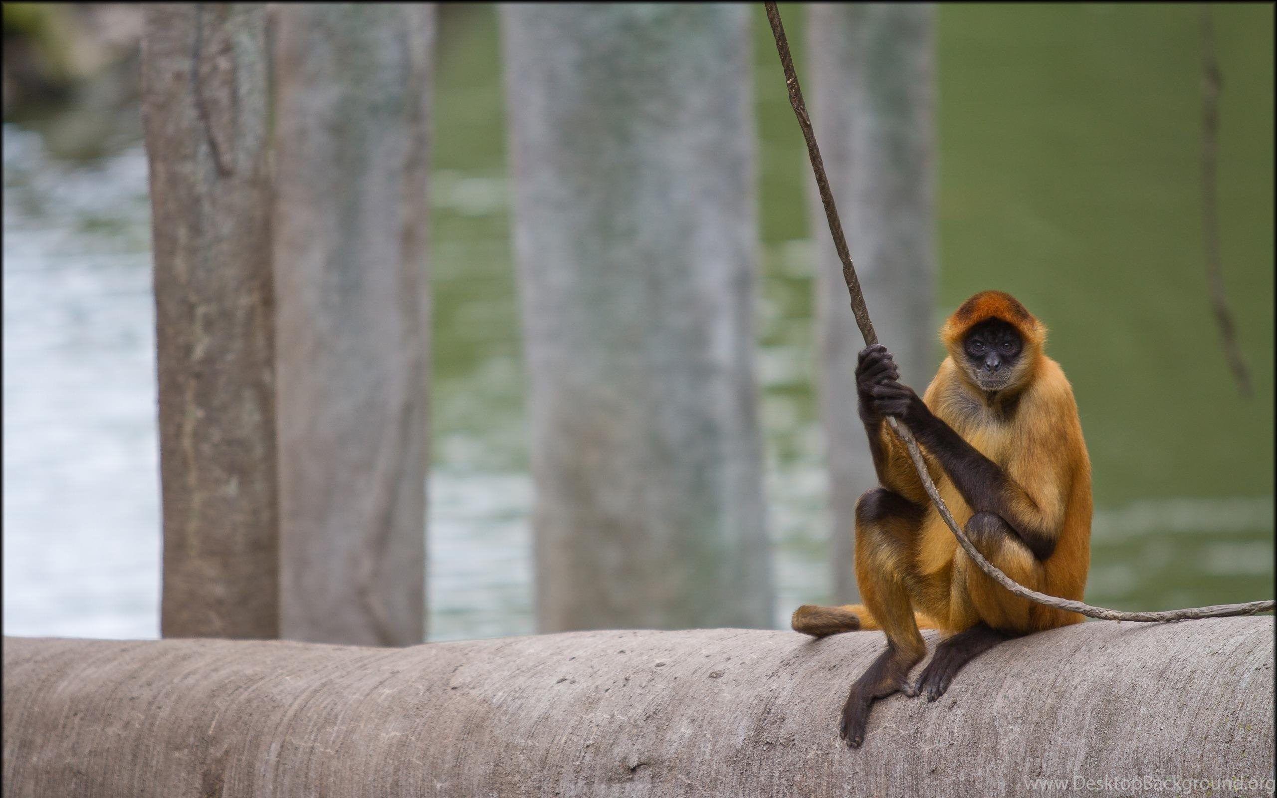 Spider Monkey Wallpapers - Top Free Spider Monkey Backgrounds ...