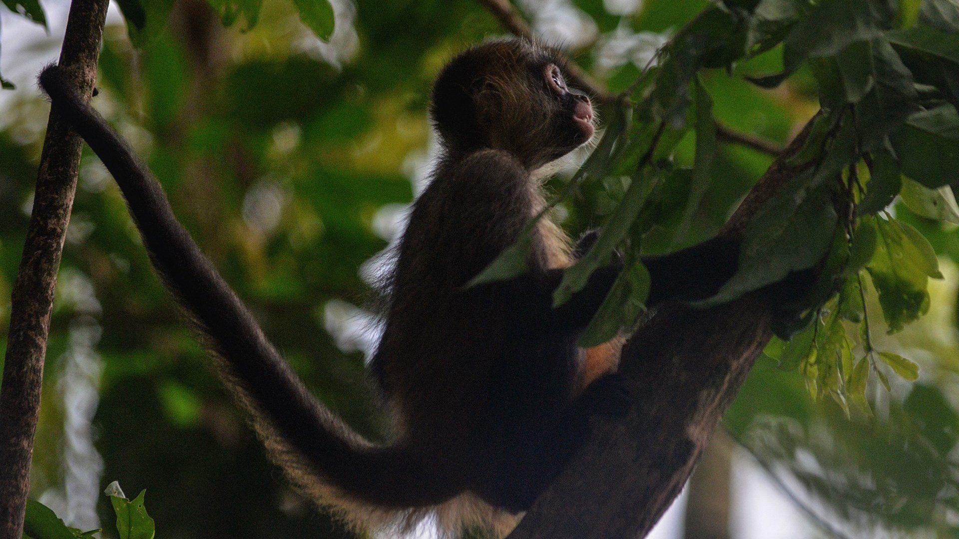 Spider Monkey Wallpapers - Top Free Spider Monkey Backgrounds ...