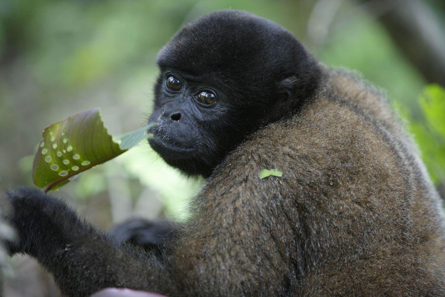 Spider Monkey Wallpapers - Top Free Spider Monkey Backgrounds ...