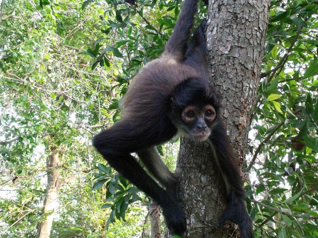 Spider Monkey Wallpapers - Top Free Spider Monkey Backgrounds ...