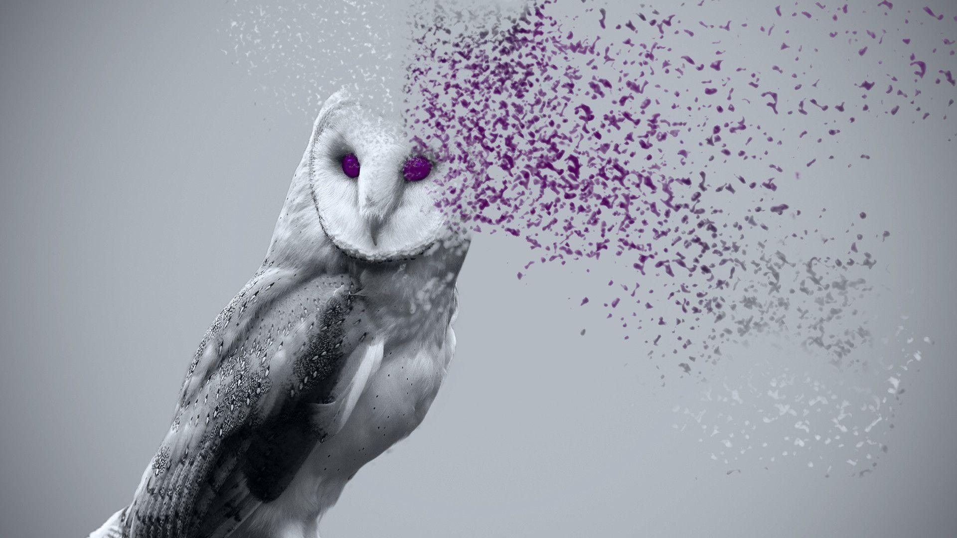 HD Owl Desktop Wallpapers - Top Free HD Owl Desktop Backgrounds ...