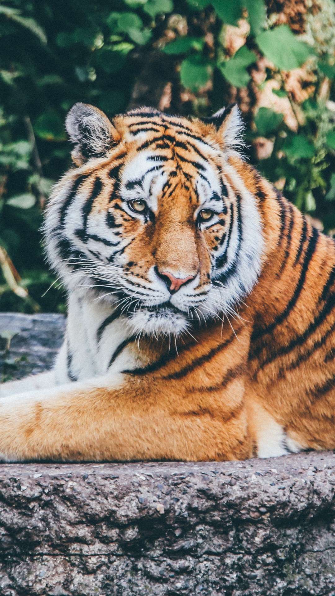 Cute Tiger iPhone Wallpapers - Top Free Cute Tiger iPhone Backgrounds ...