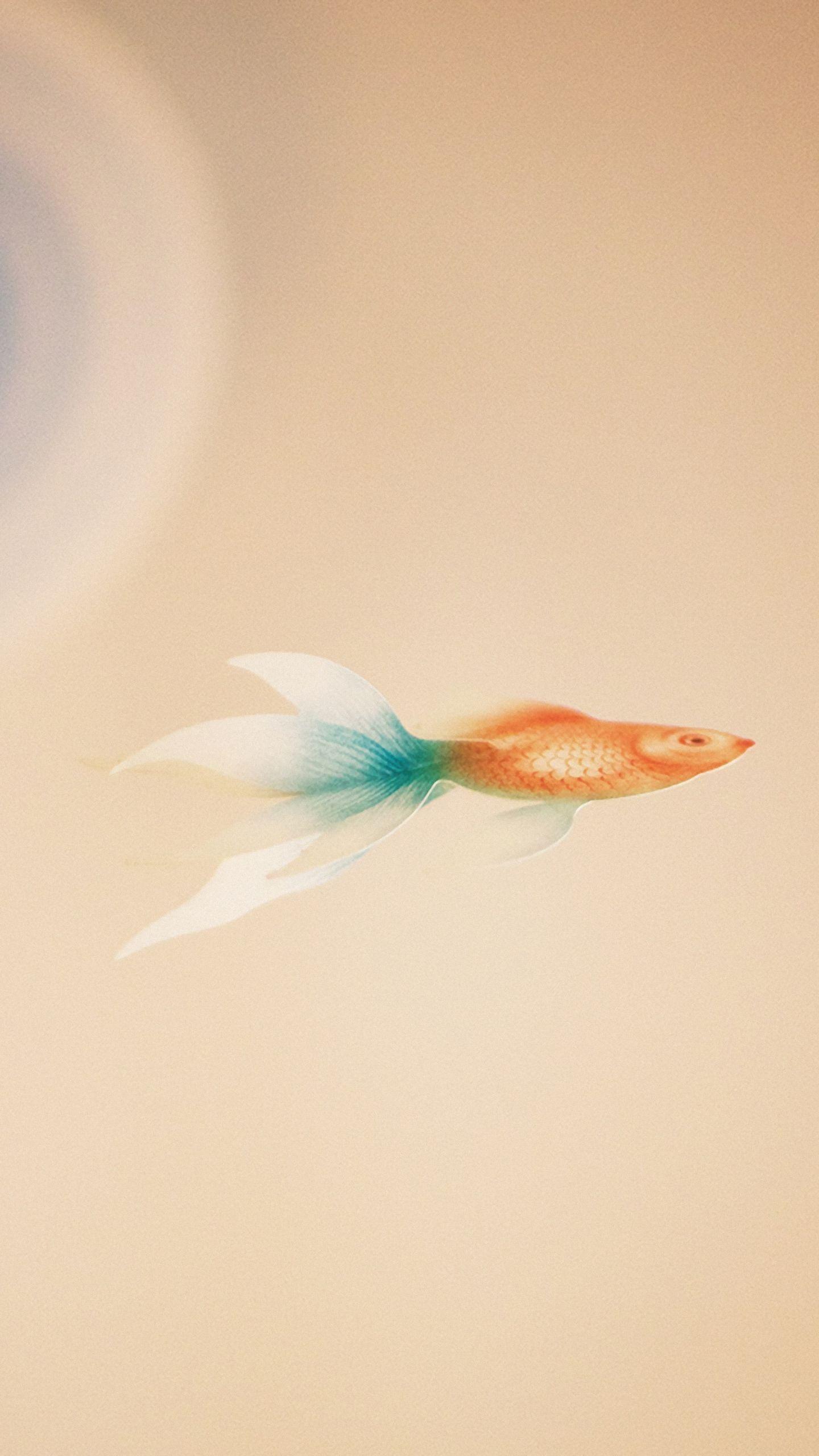 Cute Squid Wallpapers - Top Free Cute Squid Backgrounds - WallpaperAccess