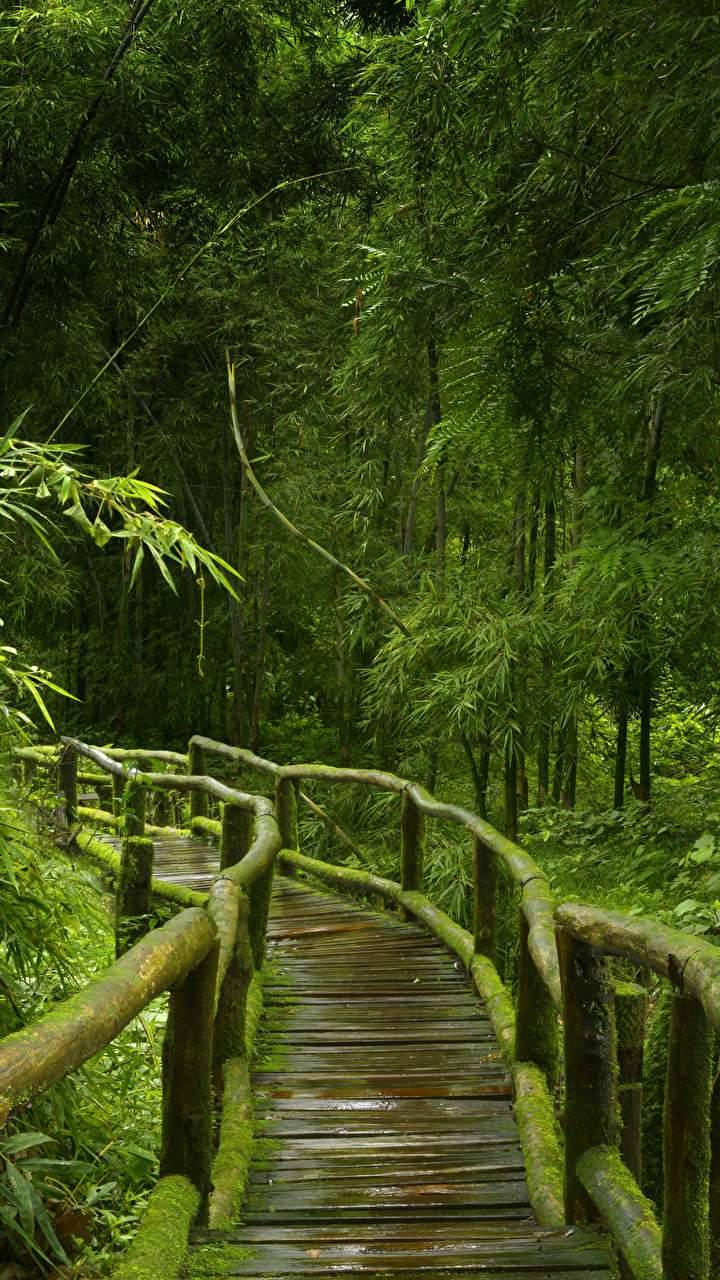 Jungle Bridge Wallpapers - Top Free Jungle Bridge Backgrounds ...