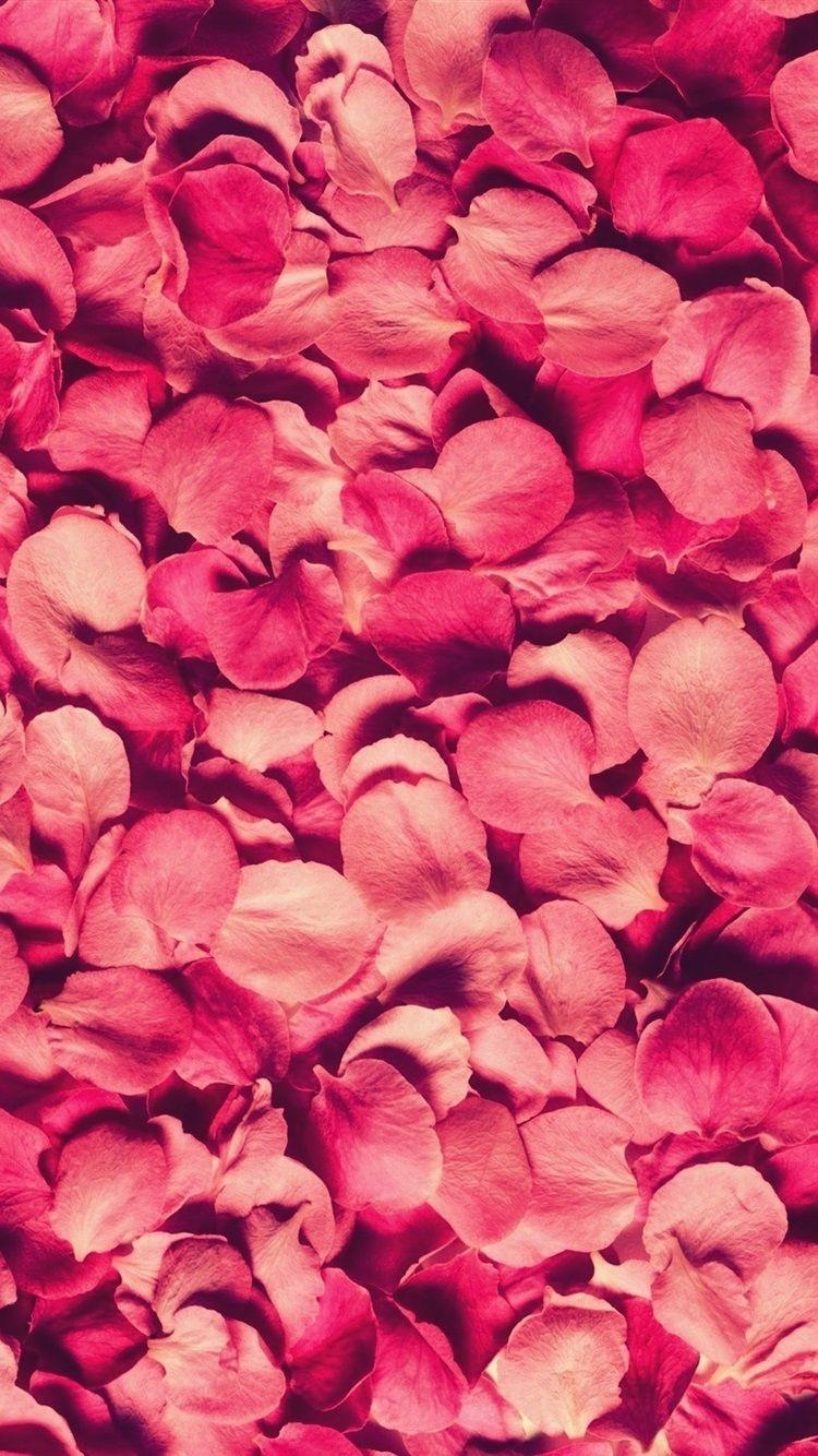 Rose Petals Wallpapers - Top Free Rose Petals Backgrounds - WallpaperAccess
