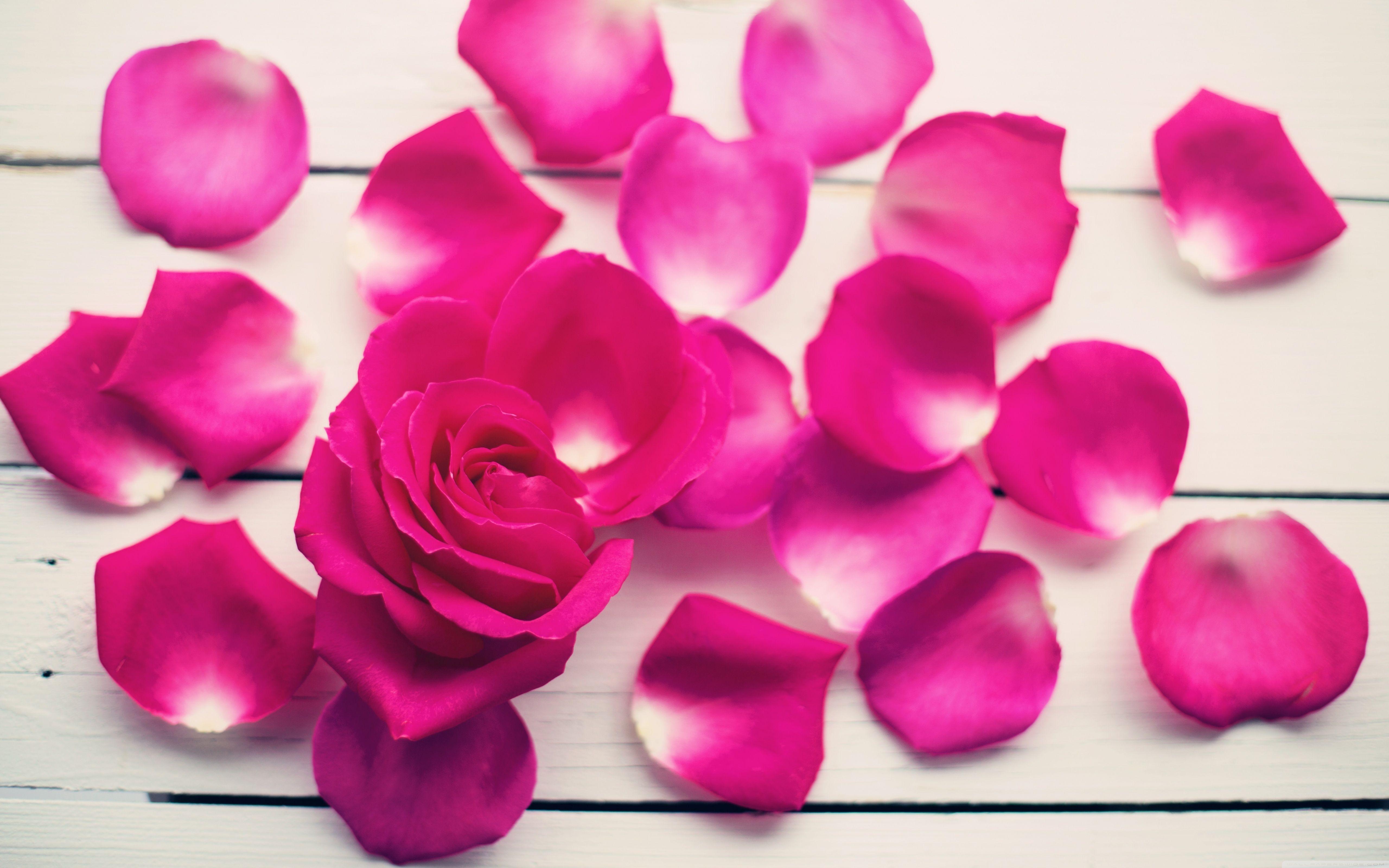 Rose Petals Wallpapers - Top Free Rose Petals Backgrounds - WallpaperAccess