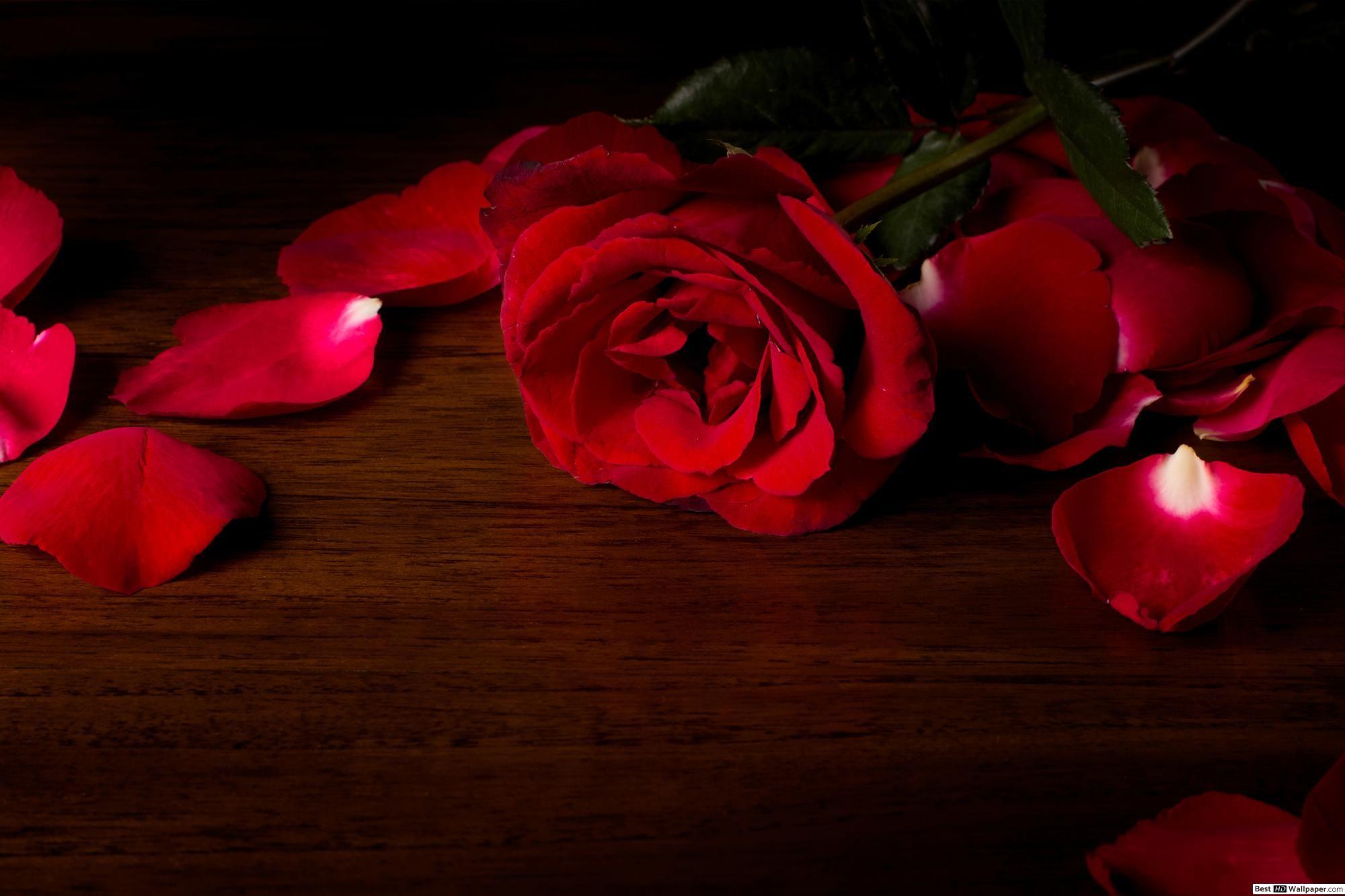 Rose Petals Wallpapers - Top Free Rose Petals Backgrounds - WallpaperAccess