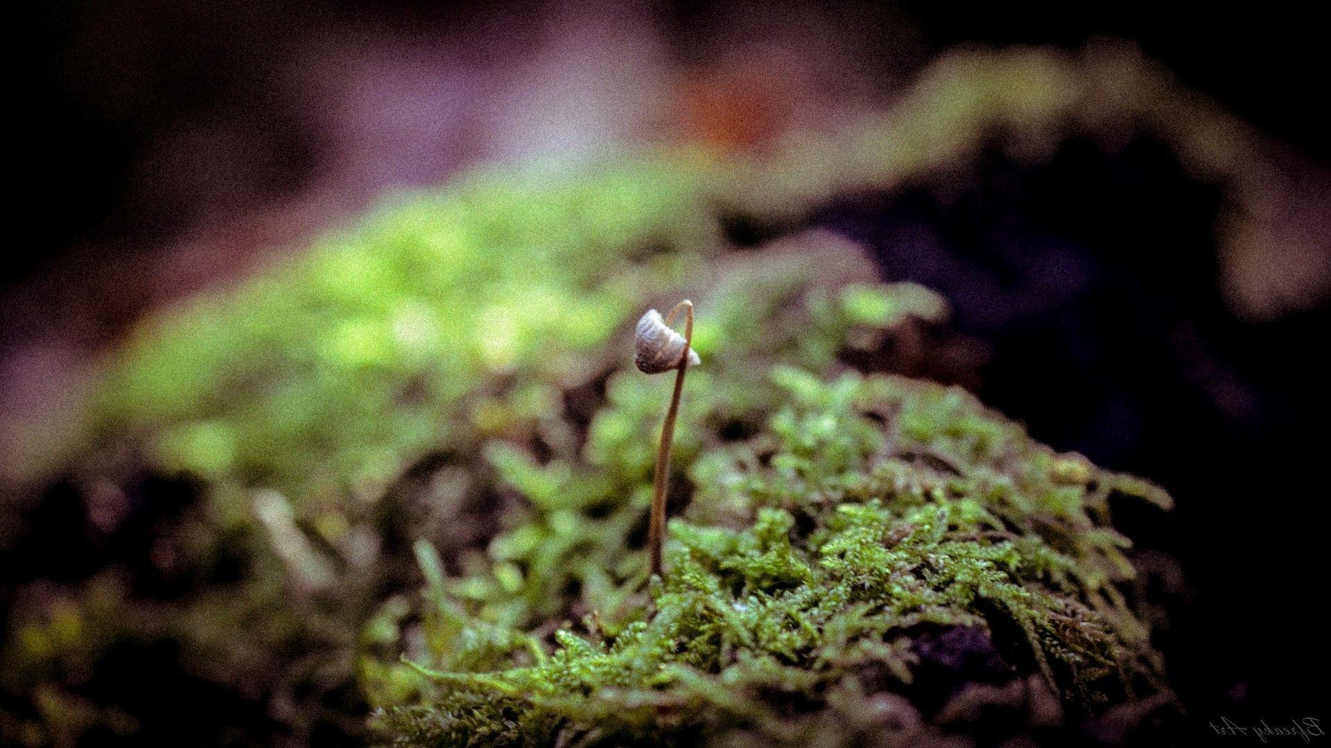 Sad Nature Wallpapers - Top Free Sad Nature Backgrounds - WallpaperAccess