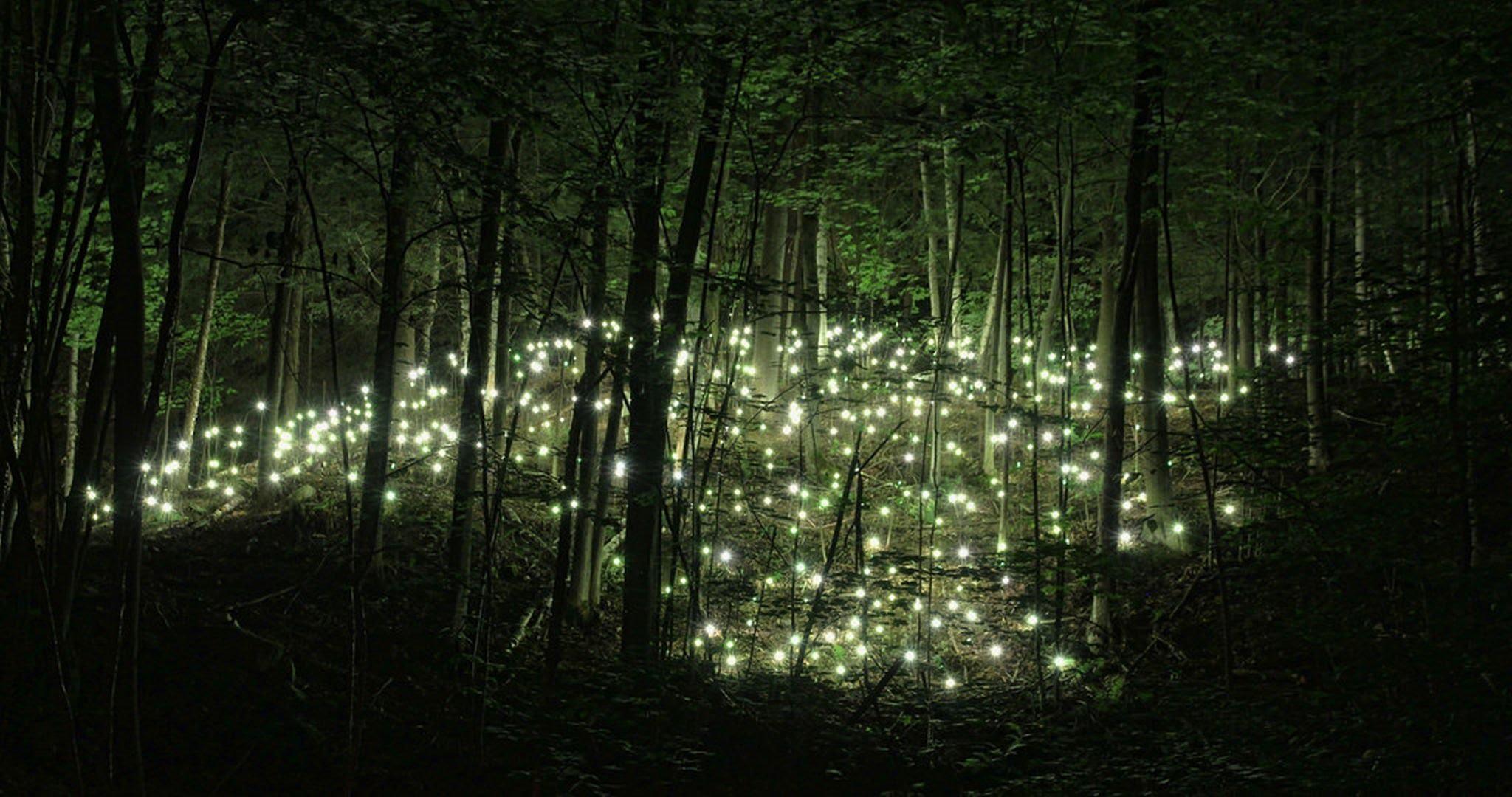Magical Night Forest Wallpapers - Top Free Magical Night Forest ...
