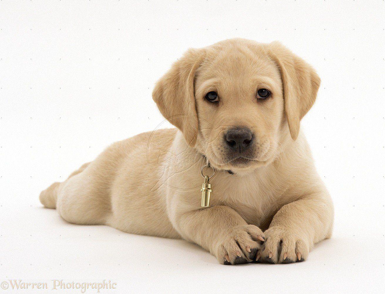 Yellow Labrador Wallpapers - Top Free Yellow Labrador Backgrounds ...