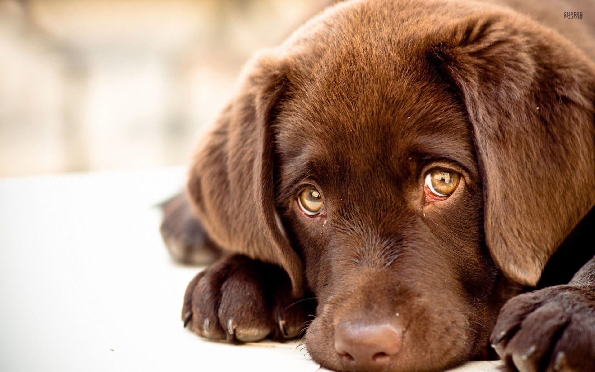 Labrador Puppy Wallpapers - Top Free Labrador Puppy Backgrounds ...