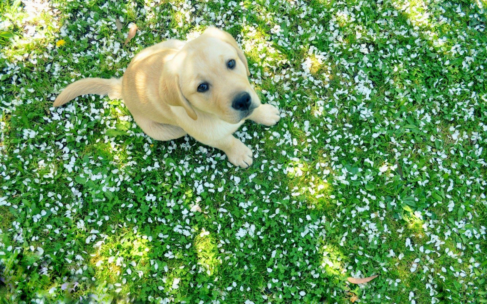 Labrador Puppy Wallpapers - Top Free Labrador Puppy Backgrounds ...