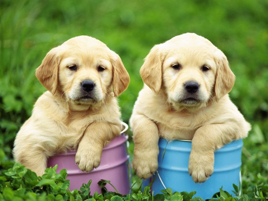 Labrador Puppies Wallpapers - Top Free Labrador Puppies Backgrounds ...