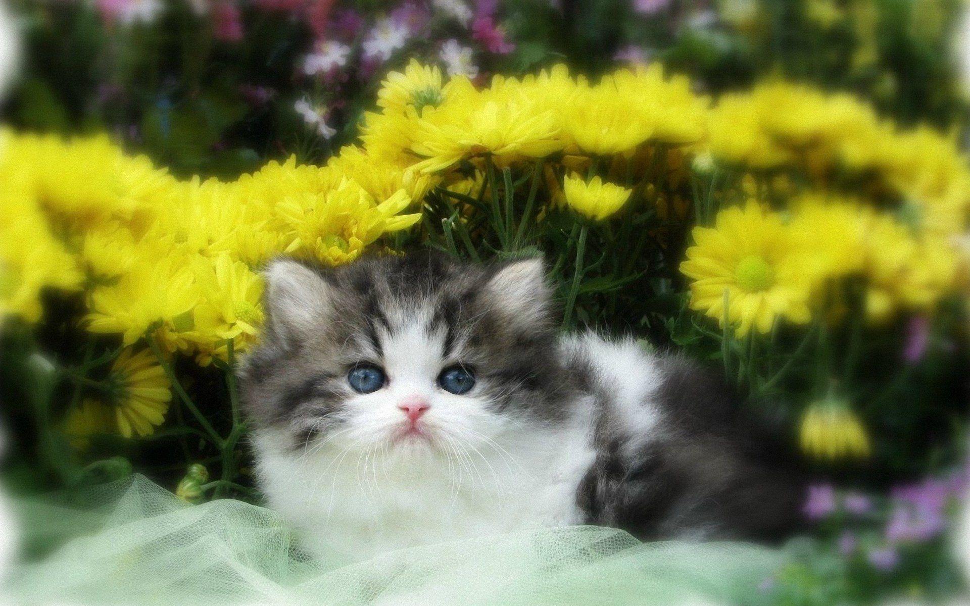 Persian Cat Wallpapers - Top Free Persian Cat Backgrounds - WallpaperAccess