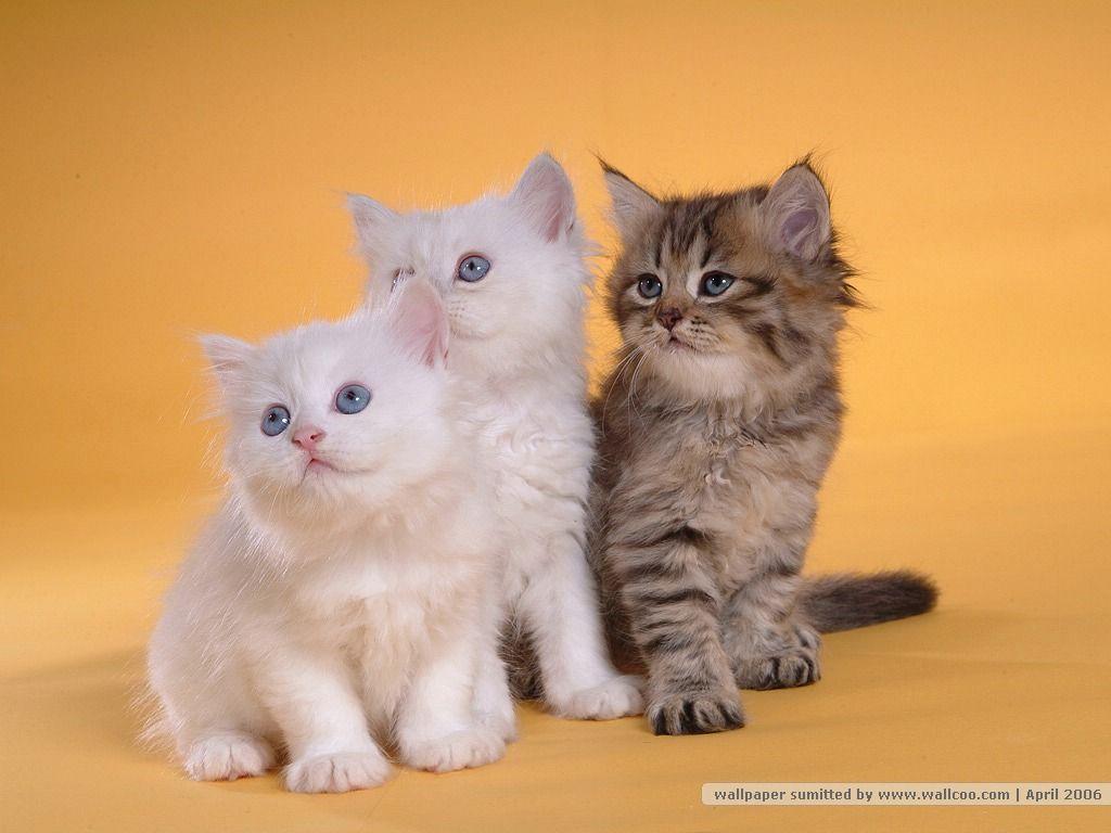 Persian Cat Wallpapers - Top Free Persian Cat Backgrounds - WallpaperAccess