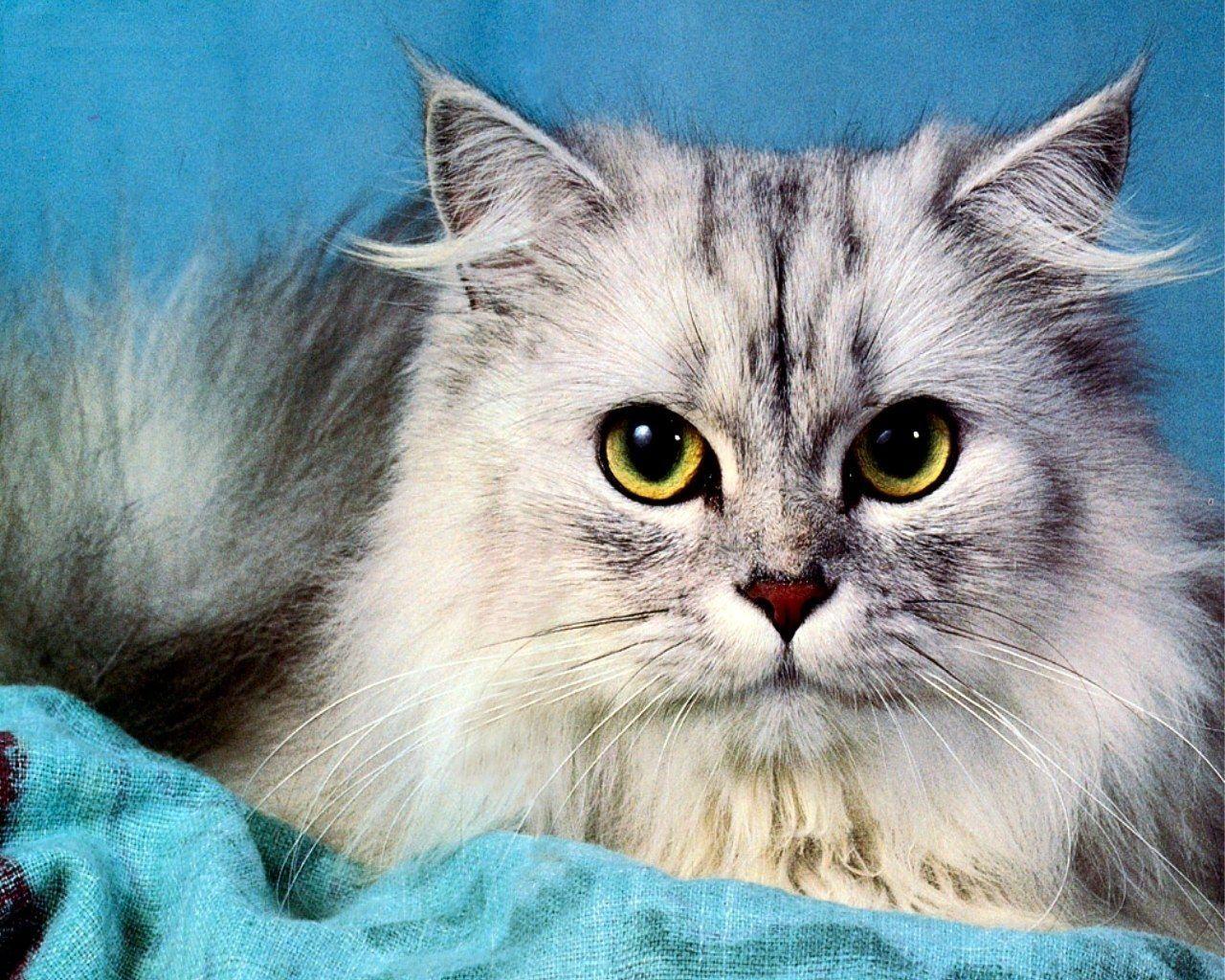 Persian Cat Wallpapers - Top Free Persian Cat Backgrounds - WallpaperAccess