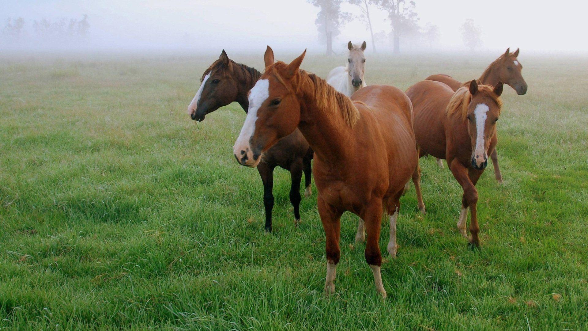 Quarter Horse Wallpapers - Top Free Quarter Horse Backgrounds ...