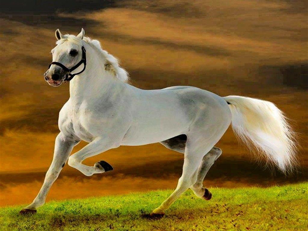 Quarter Horse Wallpapers - Top Free Quarter Horse Backgrounds ...