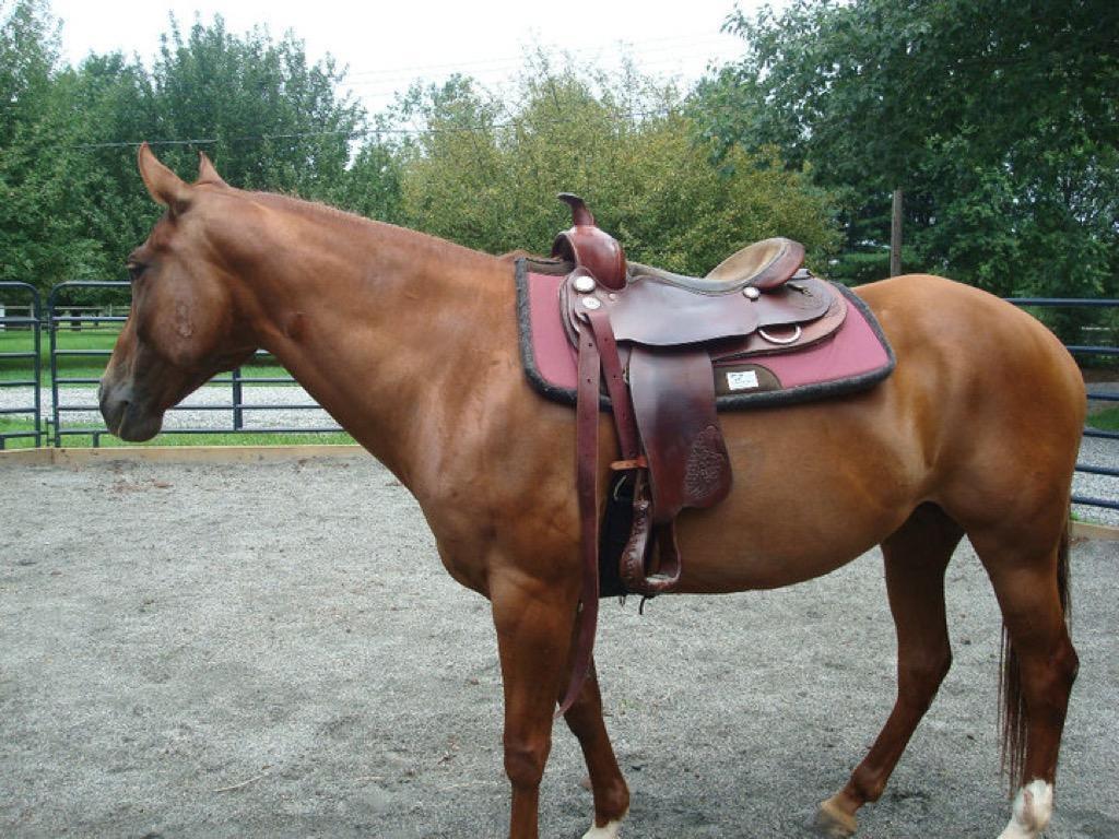 Quarter Horse Wallpapers - Top Free Quarter Horse Backgrounds ...