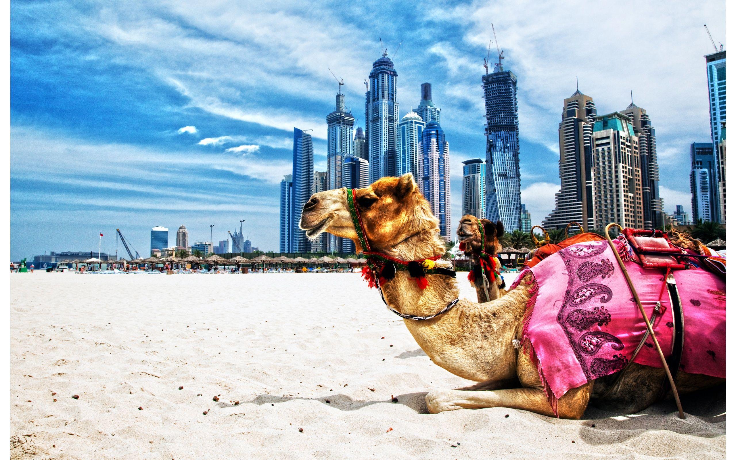 Arabic Culture Wallpapers - Top Free Arabic Culture Backgrounds ...