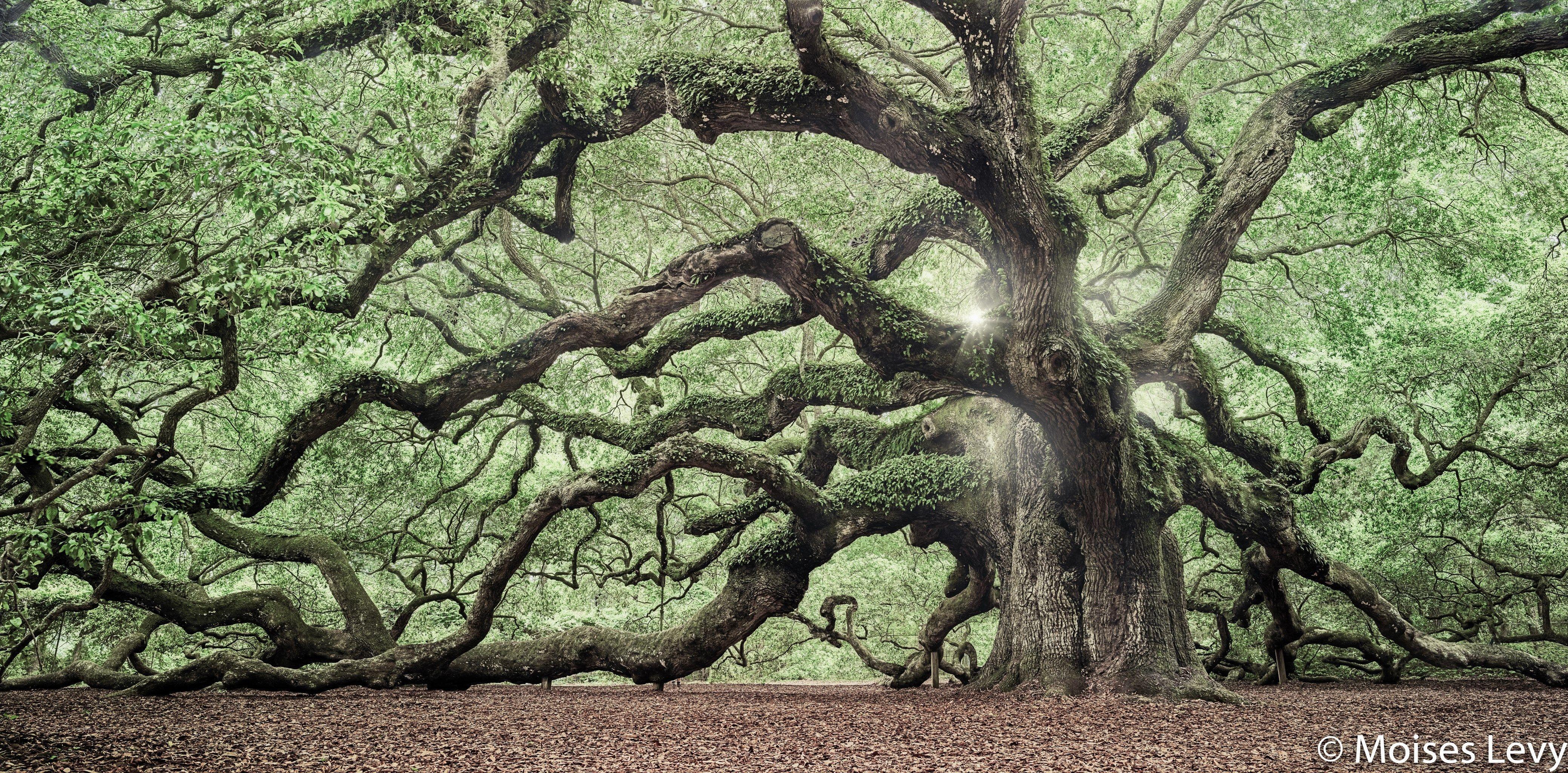 Angel Oak Tree Wallpapers - Top Free Angel Oak Tree Backgrounds ...
