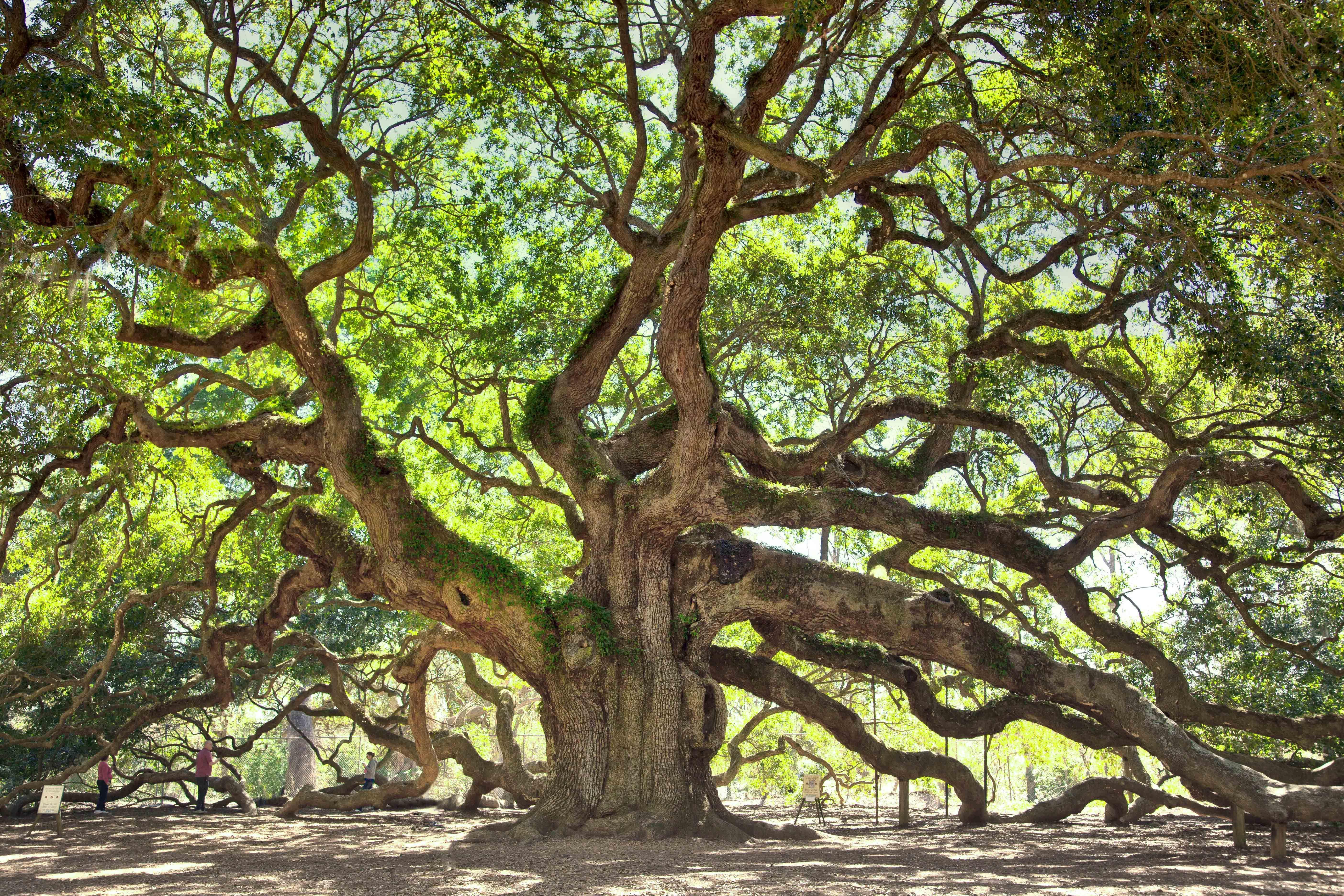 Angel Oak Tree Wallpapers - Top Free Angel Oak Tree Backgrounds ...
