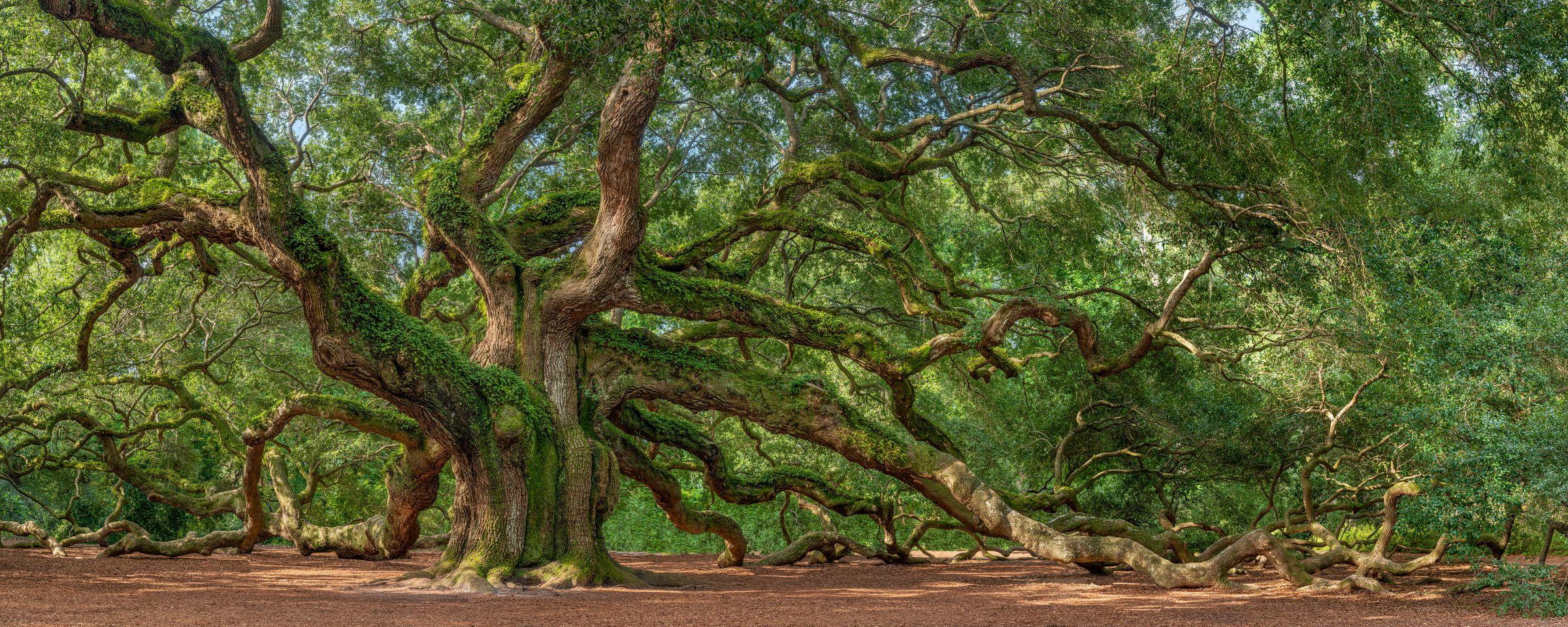 Angel Oak Tree Wallpapers - Top Free Angel Oak Tree Backgrounds ...