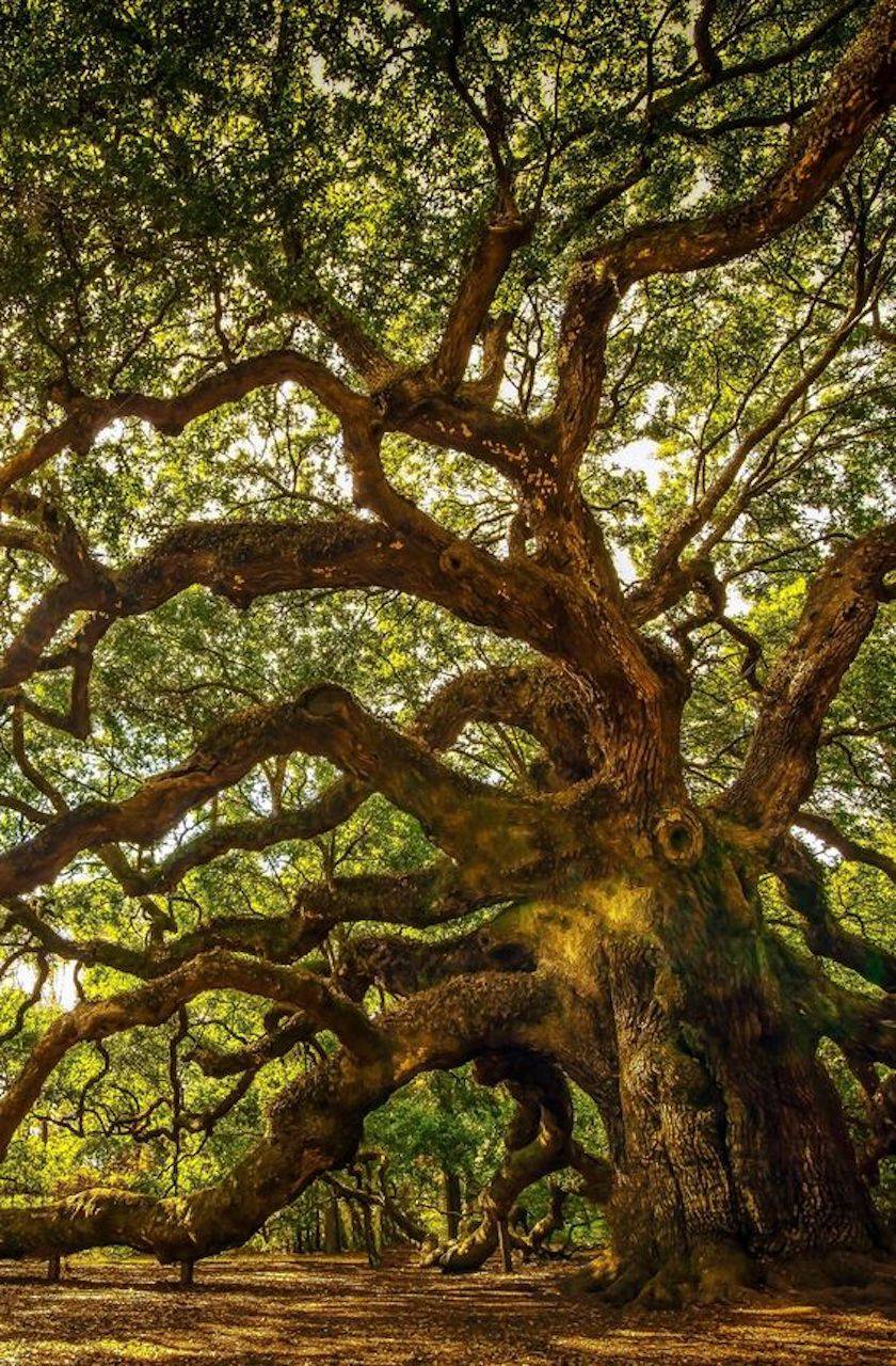 Angel Oak Tree Wallpapers - Top Free Angel Oak Tree Backgrounds ...