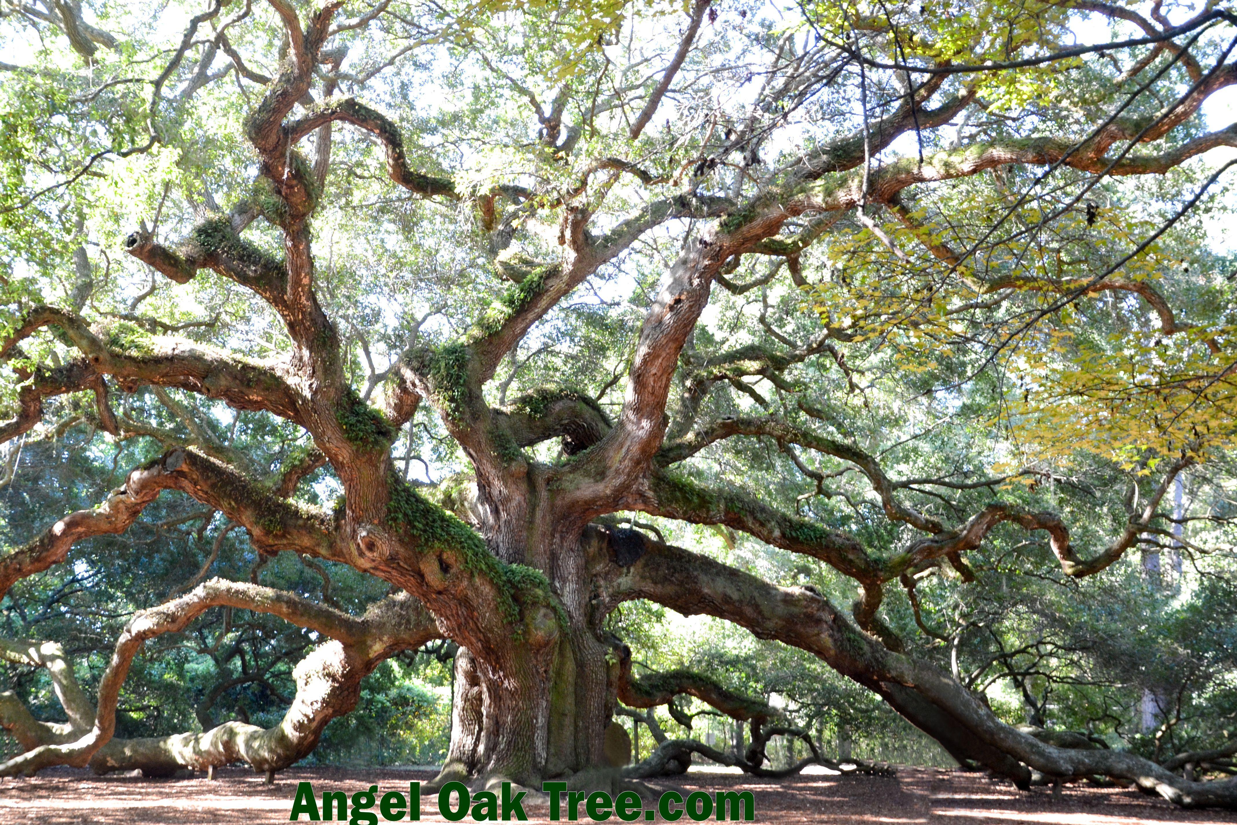 Angel Oak Tree Wallpapers - Top Free Angel Oak Tree Backgrounds ...
