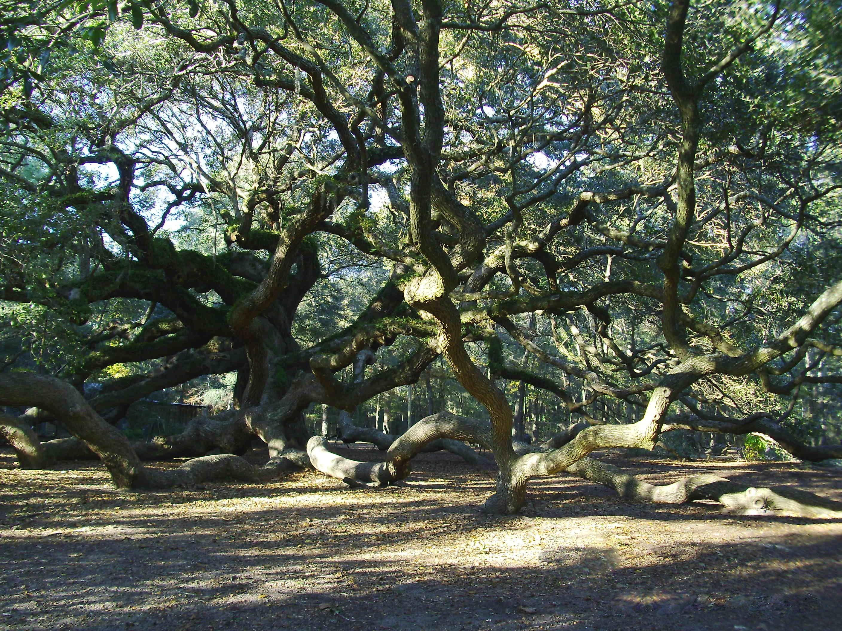 Angel Oak Tree Wallpapers - Top Free Angel Oak Tree Backgrounds ...