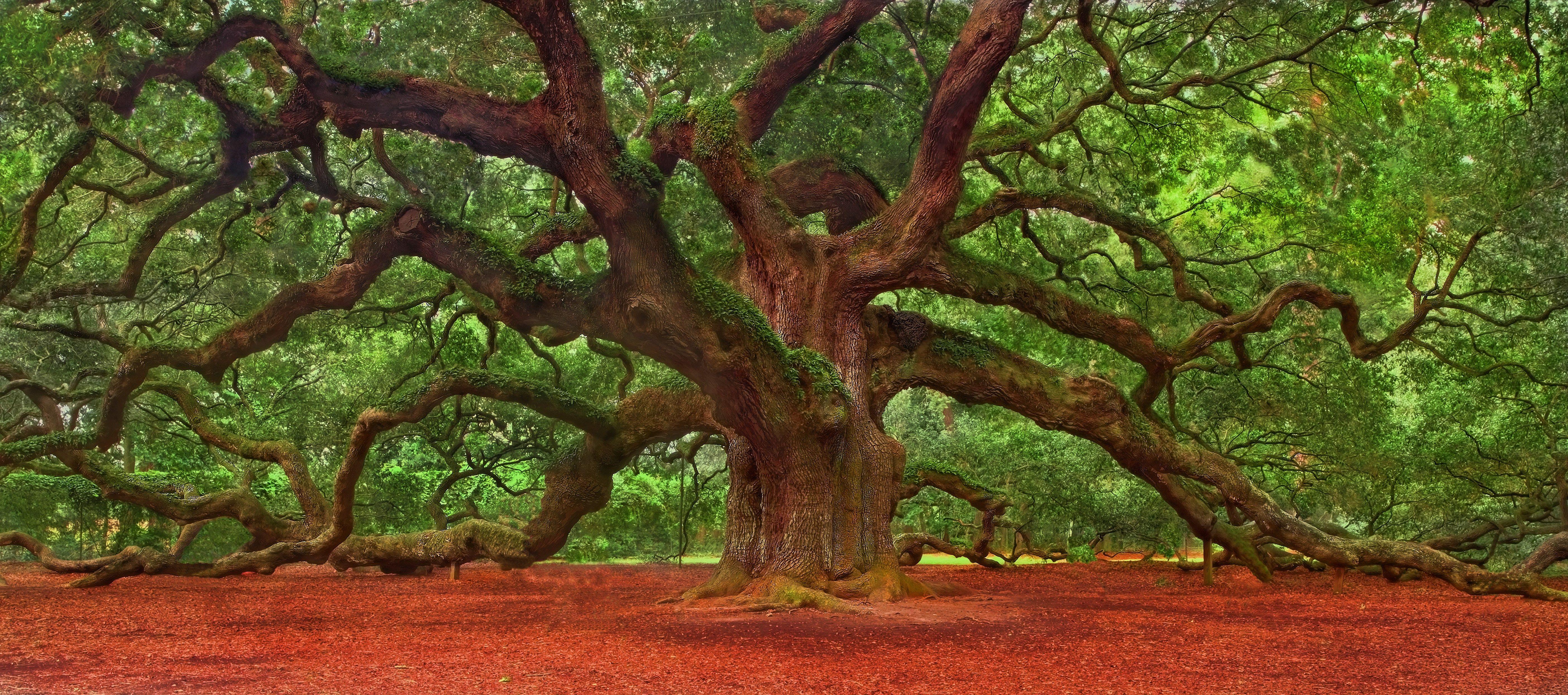 Angel Oak Tree Wallpapers - Top Free Angel Oak Tree Backgrounds ...
