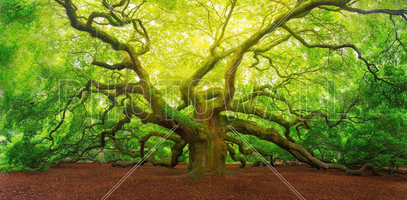 Angel Oak Tree Wallpapers - Top Free Angel Oak Tree Backgrounds ...