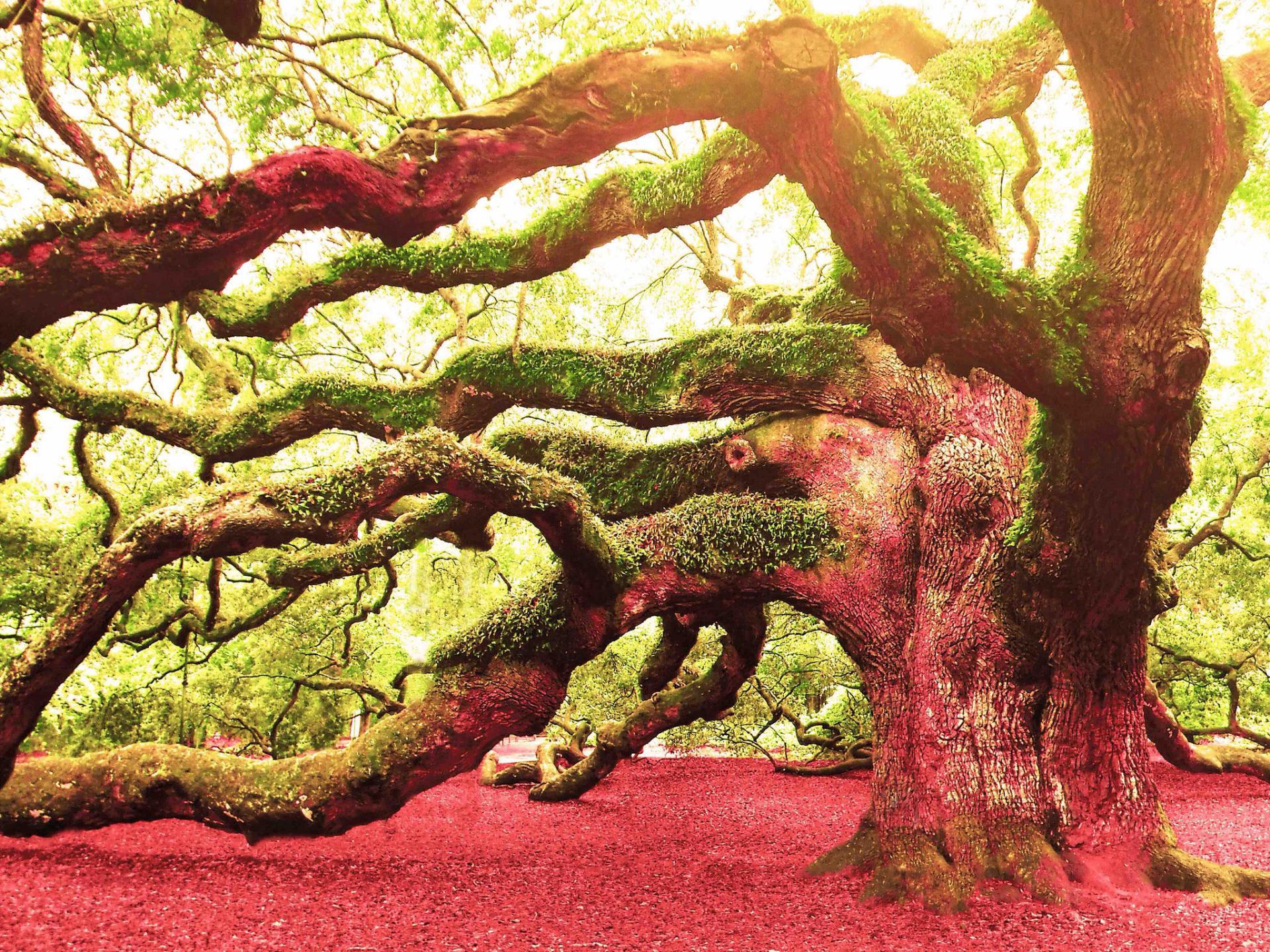 Angel Oak Tree Wallpapers - Top Free Angel Oak Tree Backgrounds ...