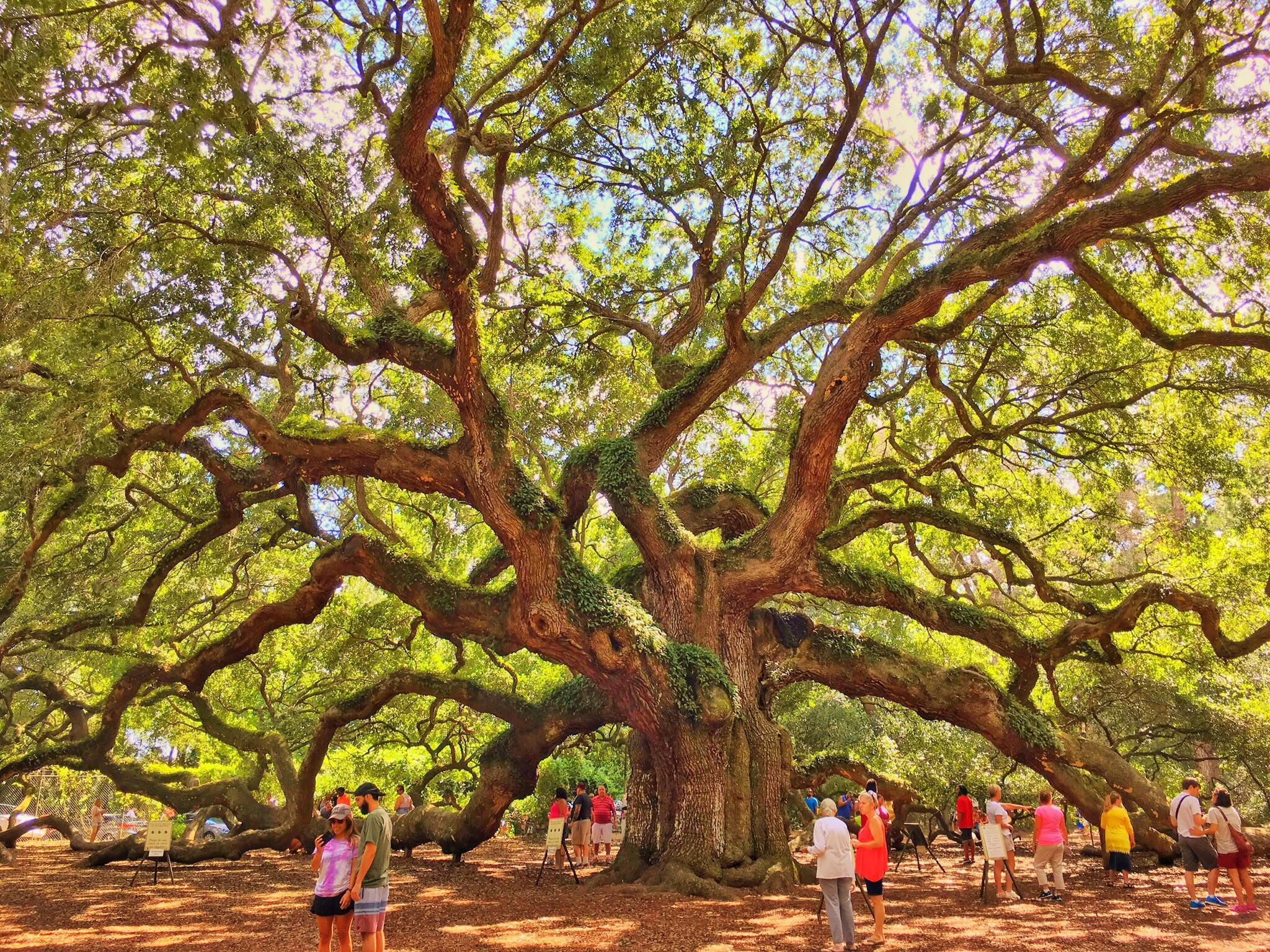 Angel Oak Tree Wallpapers - Top Free Angel Oak Tree Backgrounds ...