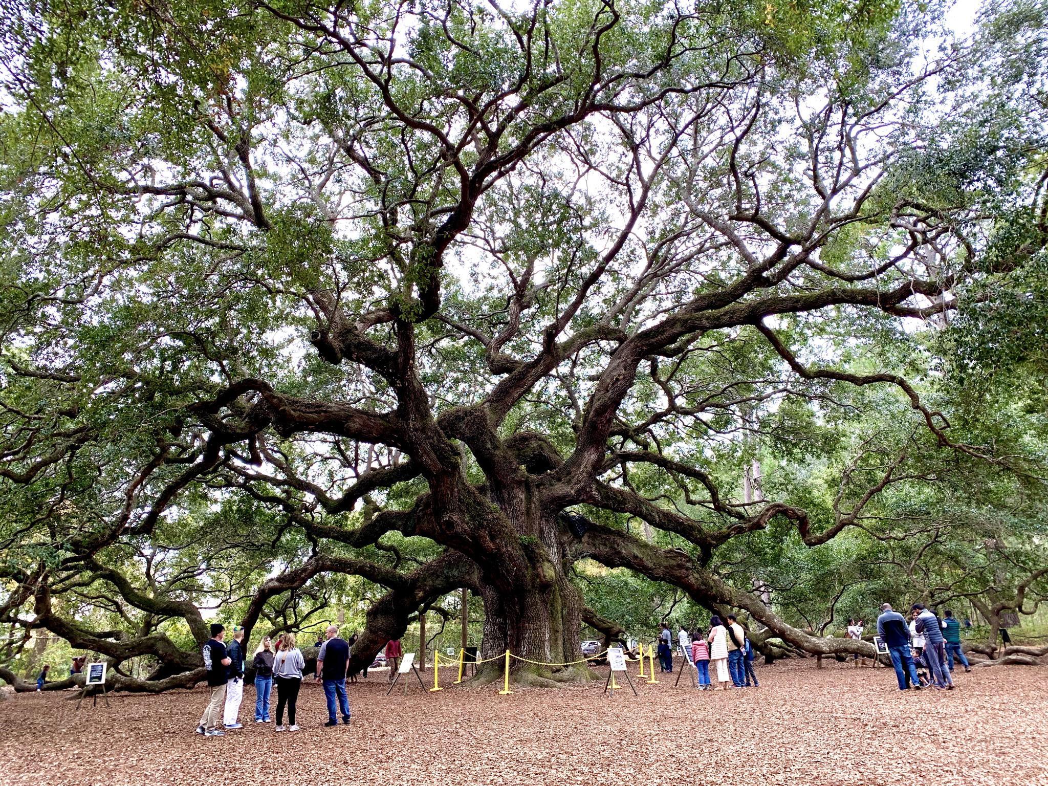 Angel Oak Tree Wallpapers - Top Free Angel Oak Tree Backgrounds ...
