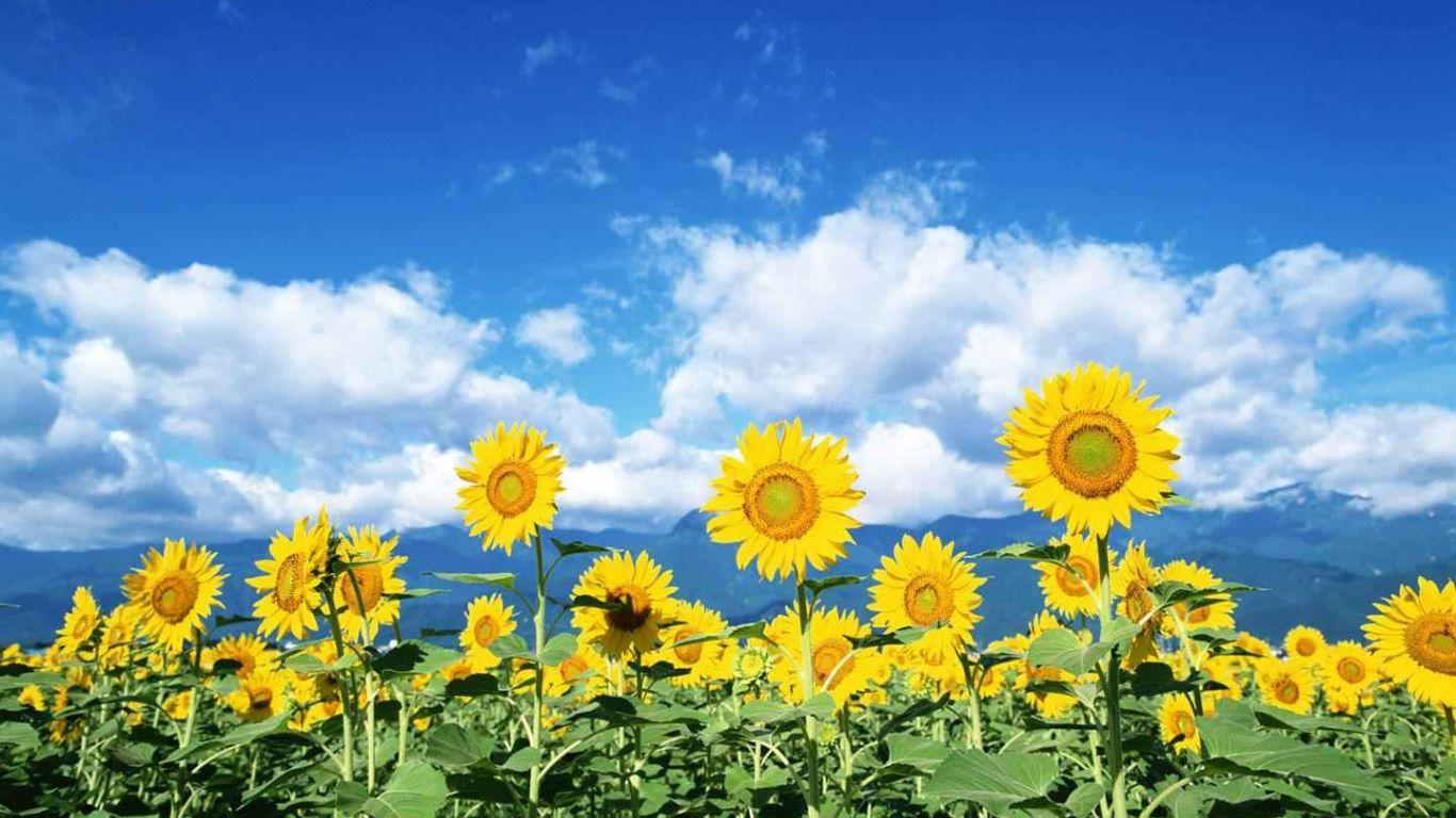 Cute Sunflower Desktop Wallpapers - Top Free Cute Sunflower Desktop ...