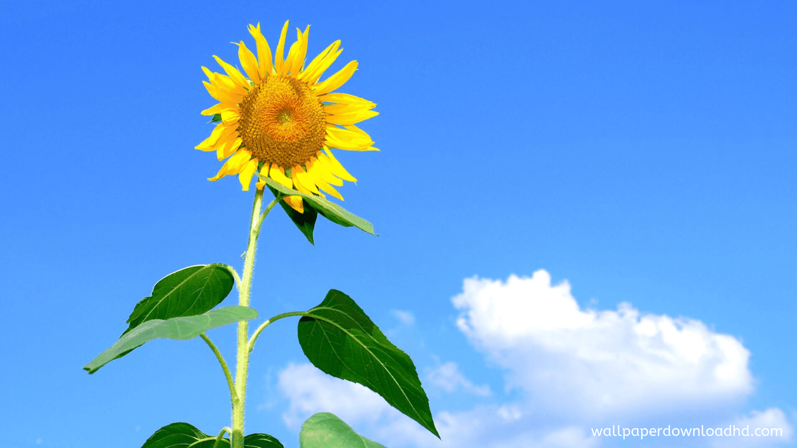 Cute Sunflower Desktop Wallpapers - Top Free Cute Sunflower Desktop ...