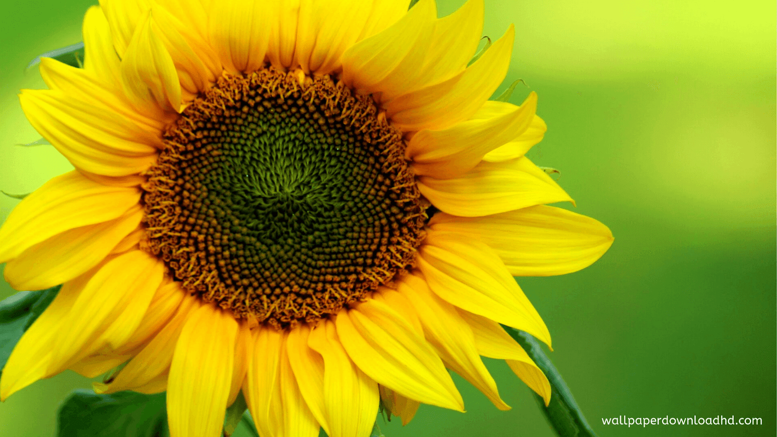 Cute Sunflower Desktop Wallpapers - Top Free Cute Sunflower Desktop ...