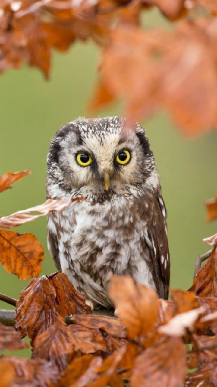 Fall Owls Wallpapers - Top Free Fall Owls Backgrounds - WallpaperAccess