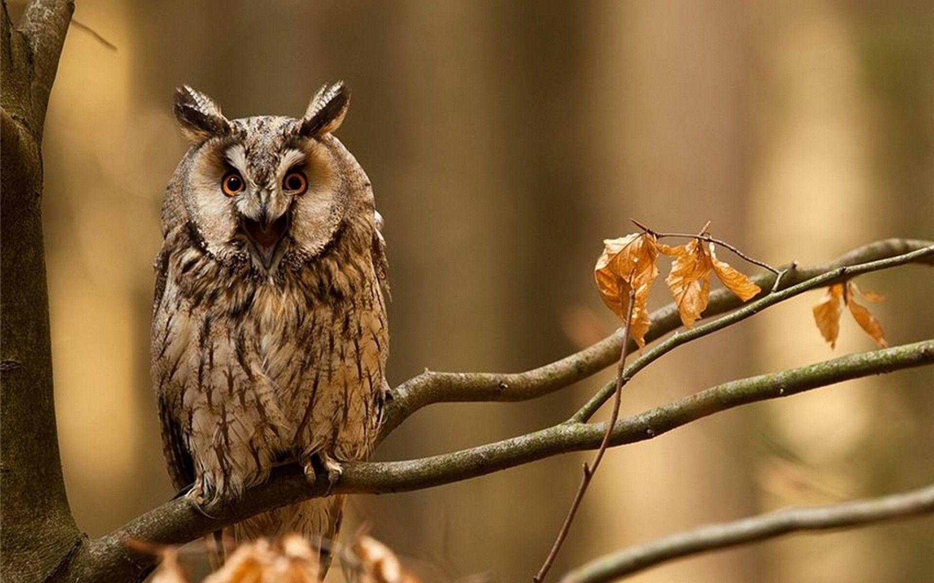 Fall Owls Wallpapers - Top Free Fall Owls Backgrounds - WallpaperAccess