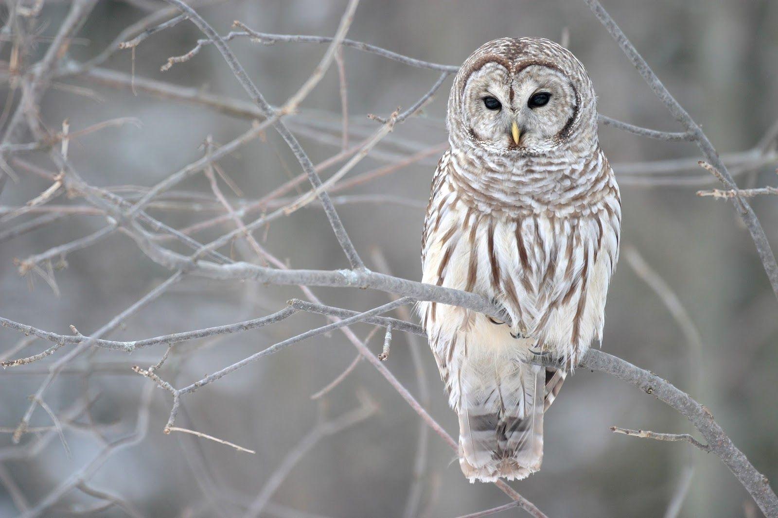 4K Owl Wallpapers - Top Free 4K Owl Backgrounds - WallpaperAccess