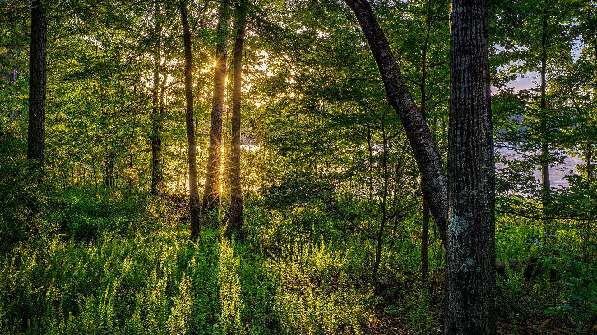 1920x1080 Forest Wallpapers - Top Free 1920x1080 Forest Backgrounds ...