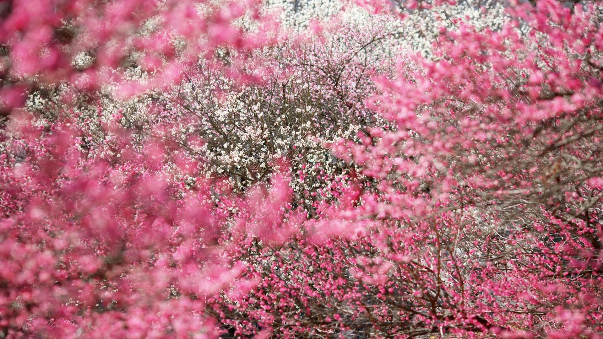 Japanese Sakura Wallpapers - Top Free Japanese Sakura Backgrounds ...